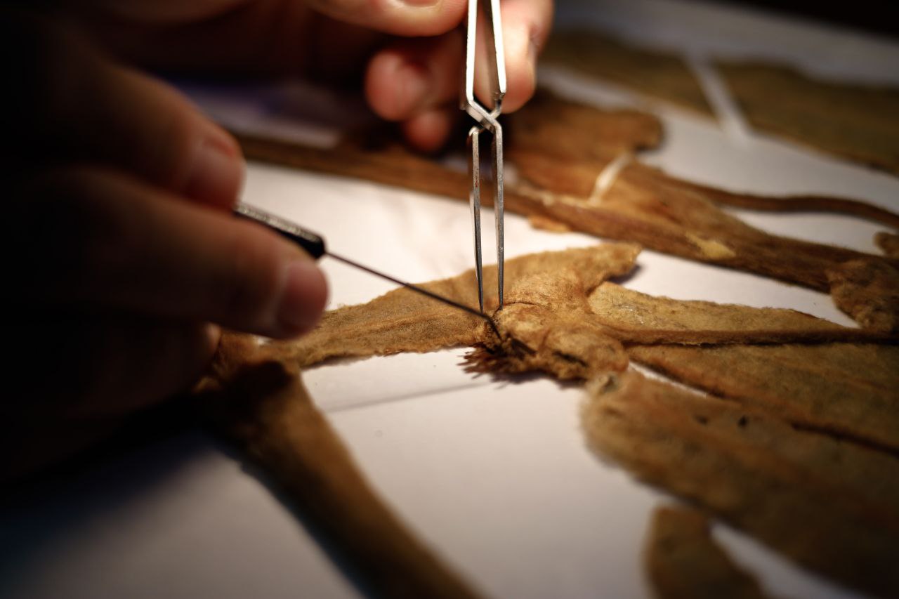 El Herbario del IVIC: un tesoro de la biodiversidad venezolana - FONACIT